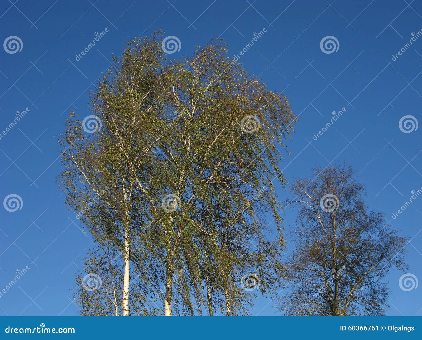 Birch trees in the wind stock image. Image of copy, angle - 60366761