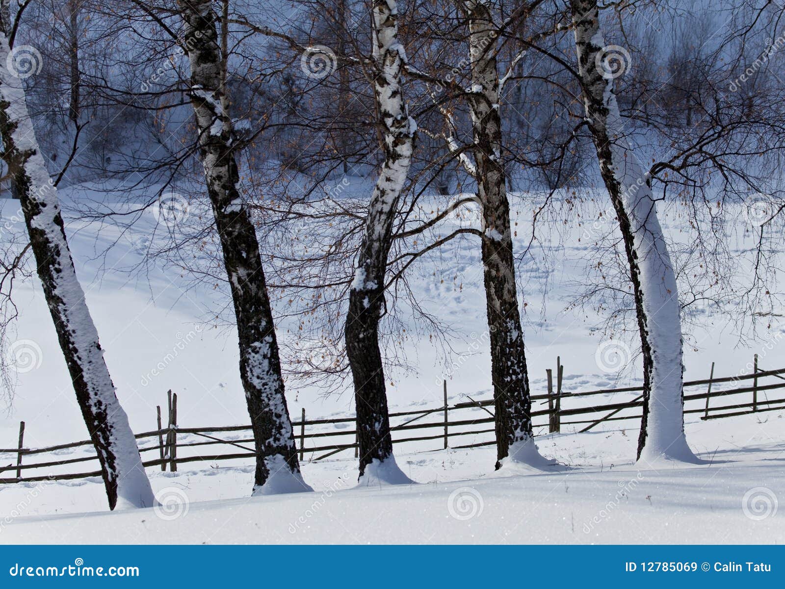 Birch trees in winter stock image. Image of winter, white - 12785069