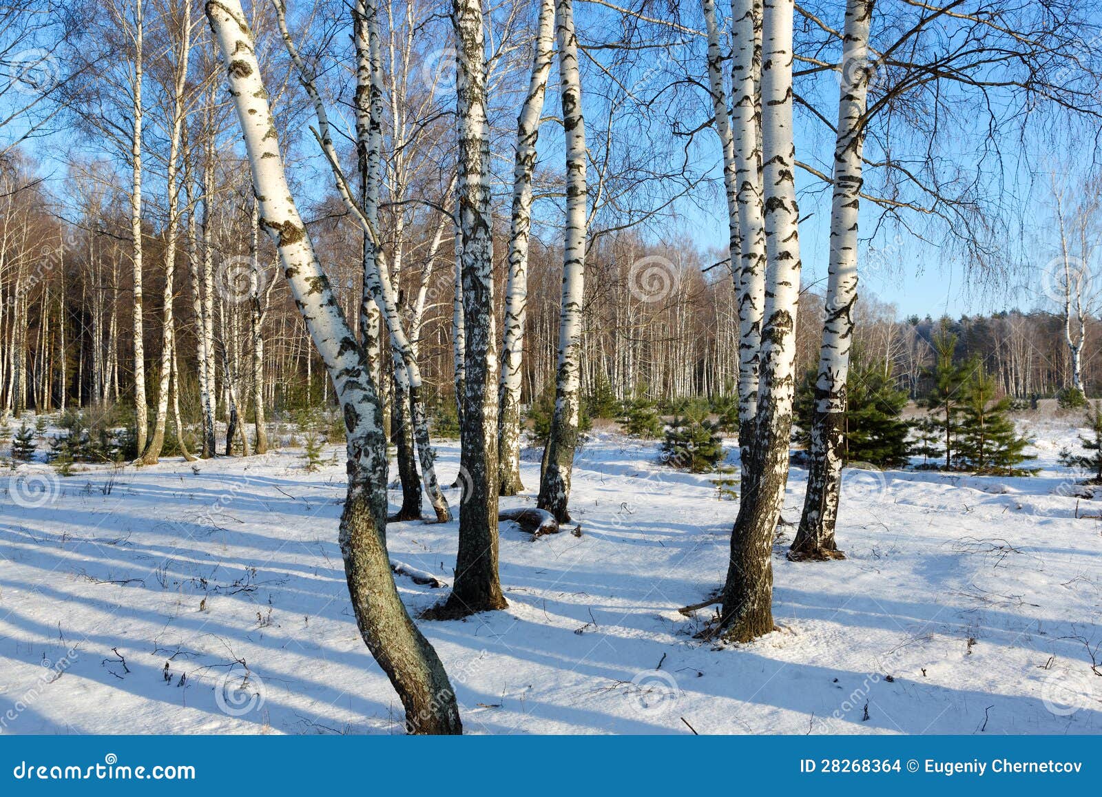 Birch Trees In Winter