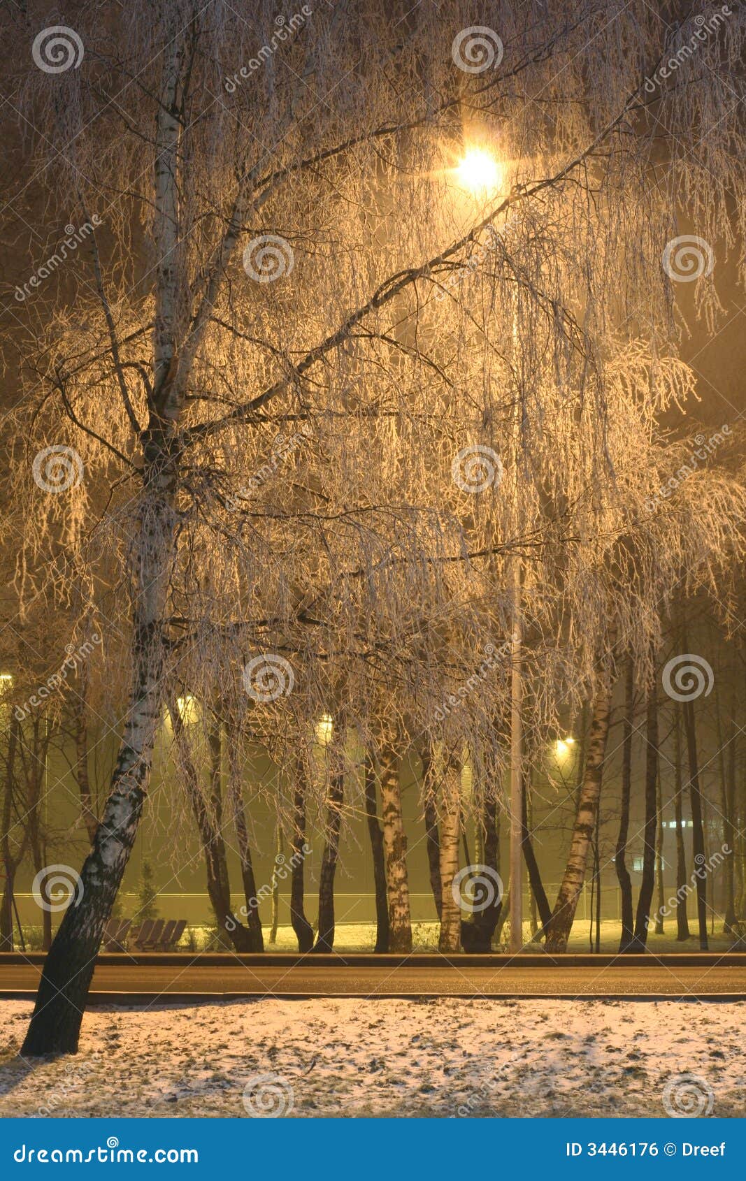 Birch trees in winter stock photo. Image of latvia, beautiful - 3446176