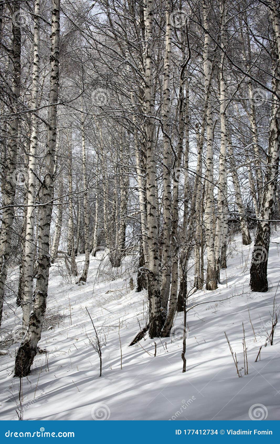 Birch trees in the winter. stock photo. Image of light - 177412734