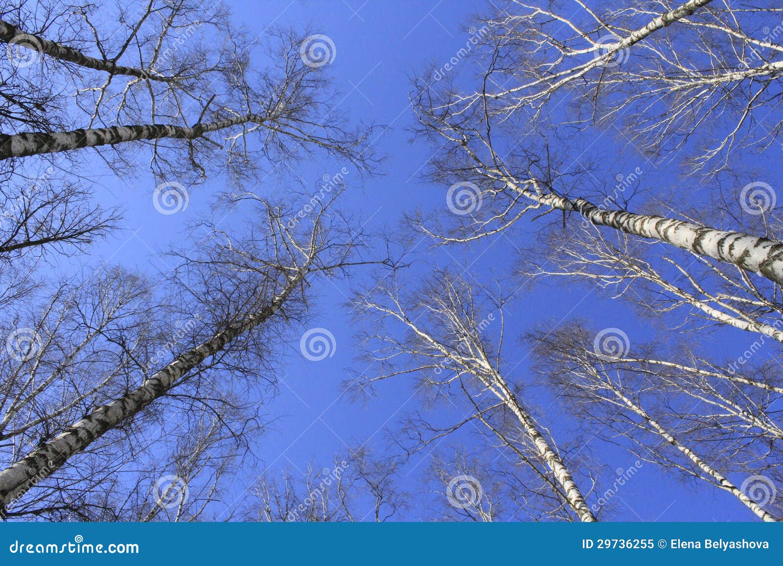 Birch trees stock image. Image of birch, forest, nature - 29736255