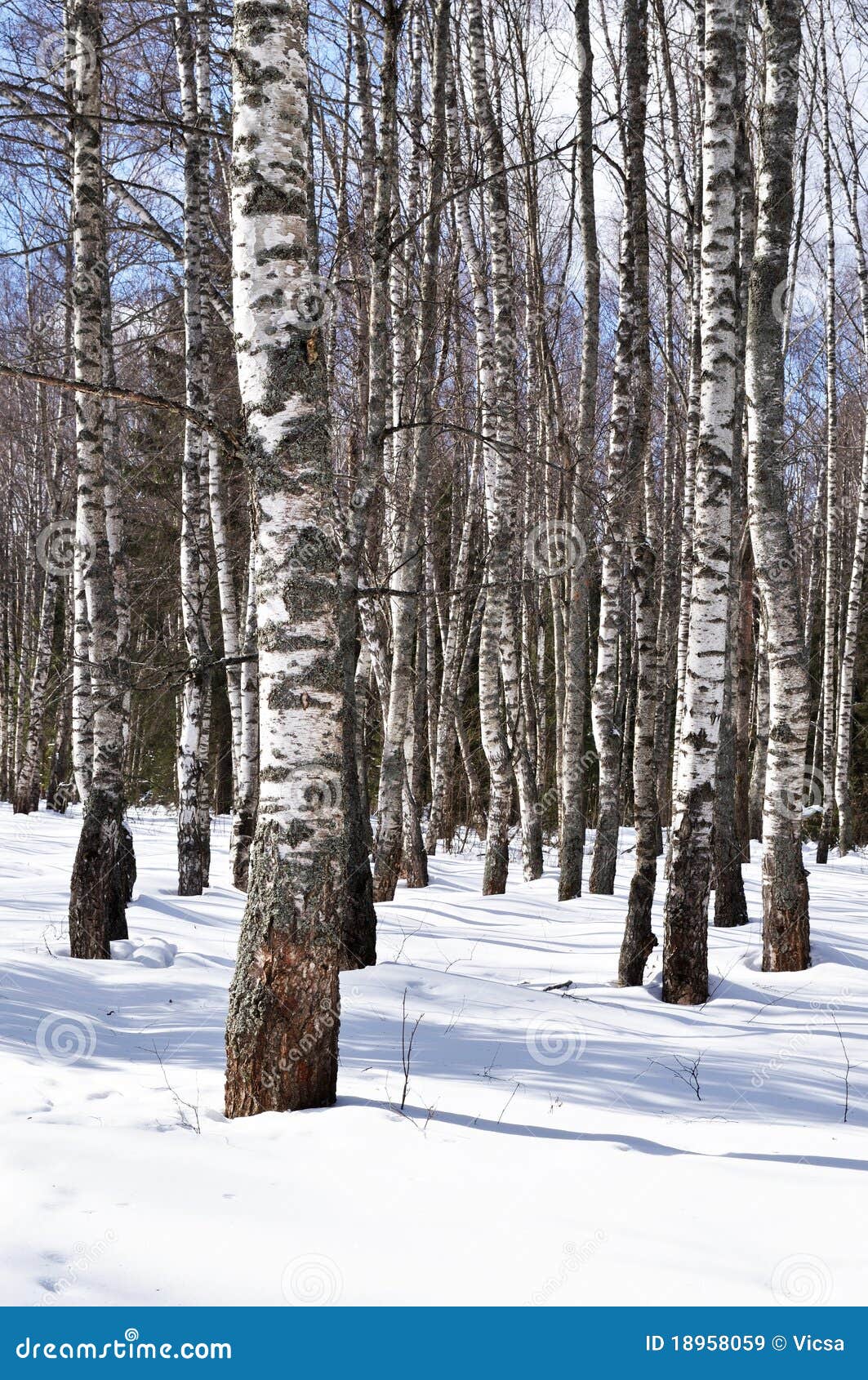 Birch Trees in Winter Forest Stock Image - Image of rural, country ...