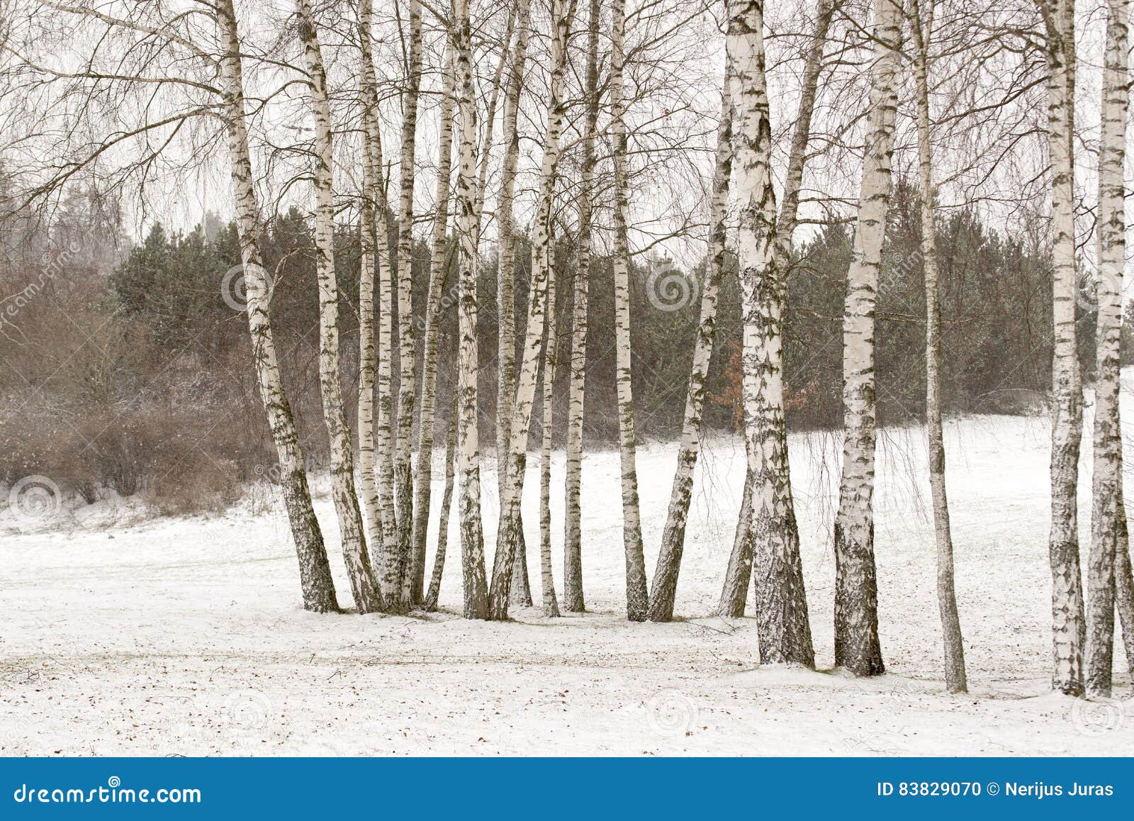 Birch trees in winter stock photo. Image of cool, rural - 83829070