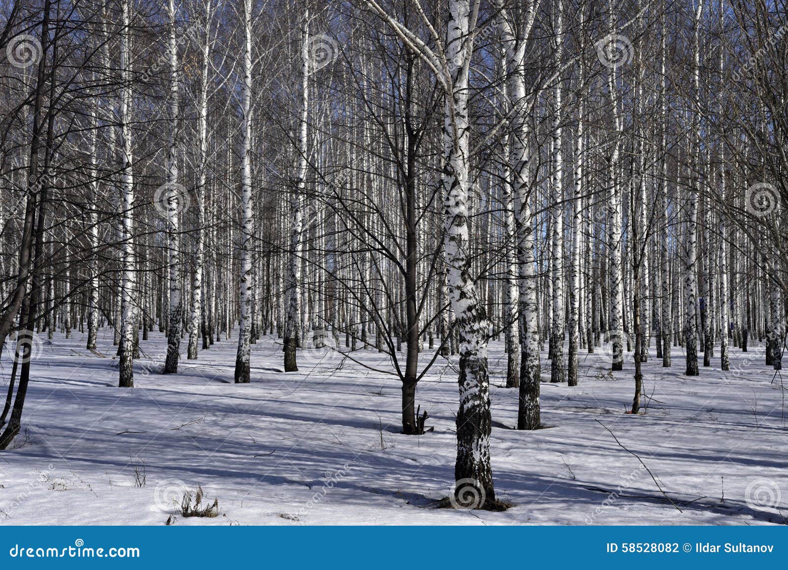 Birch trees stock photo. Image of thicket, trees, snow - 58528082