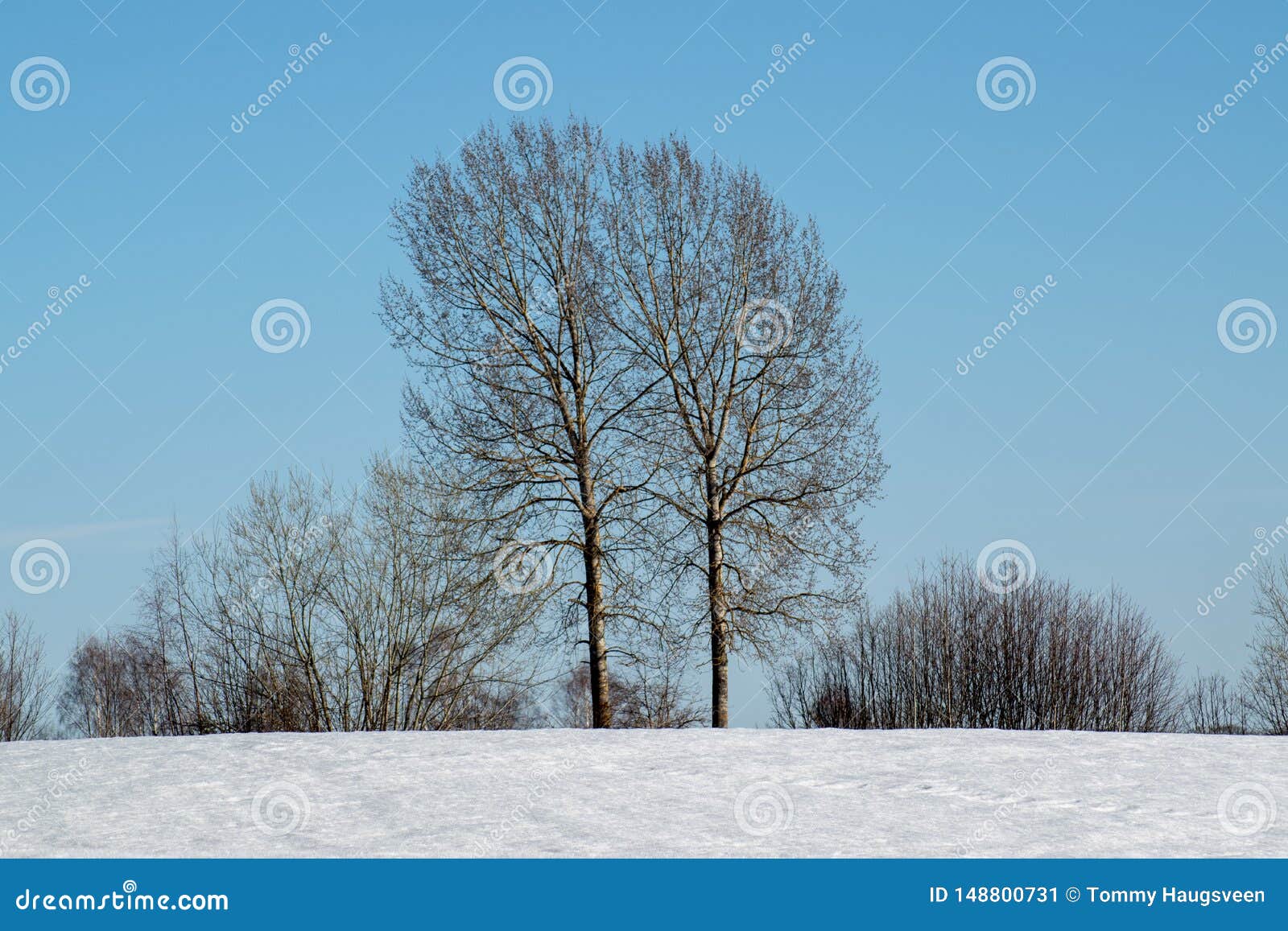 Birch Tree in Winter Scene on a Blue Background. Hedmark County Norway ...