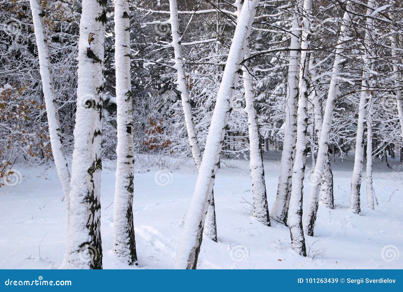 Birch trees in winter snow stock image. Image of frozen - 101263439