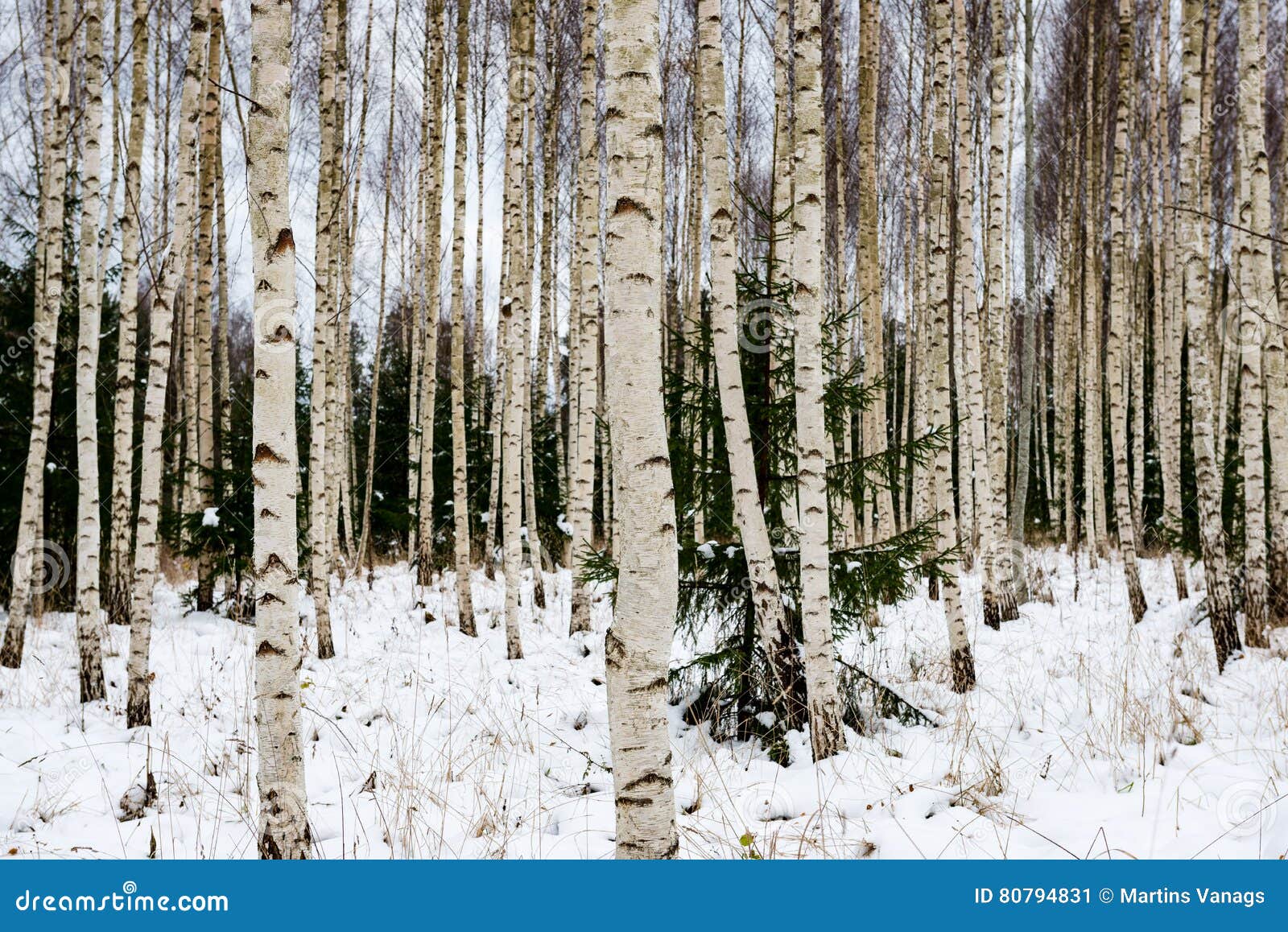 Birch trees in winter snow stock image. Image of needle - 80794831