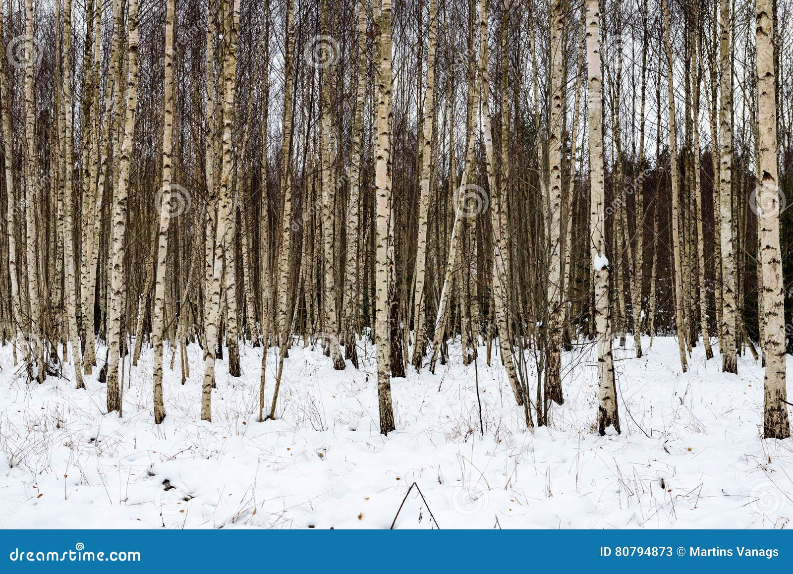 Birch trees in winter snow stock image. Image of sustainability - 80794873