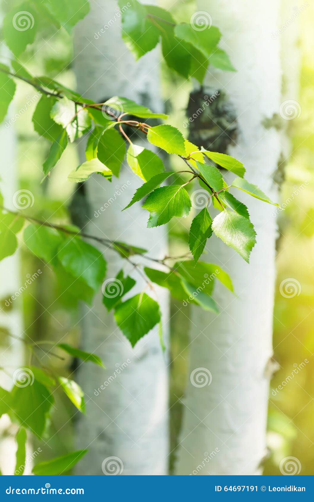 Birch Trees with Young Leaves Stock Image - Image of beam, flora: 64697191