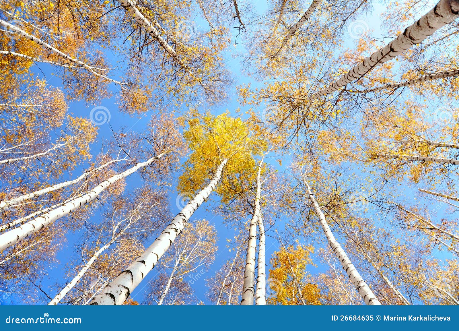 Birch treetops in autumn stock image. Image of blue, high - 26684635