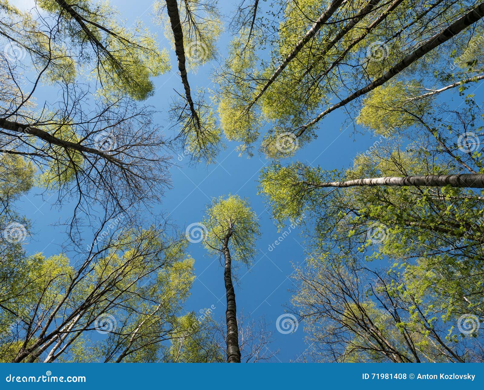 Birch Treetops and Blue Sky Stock Photo - Image of leaf, treetops: 71981408