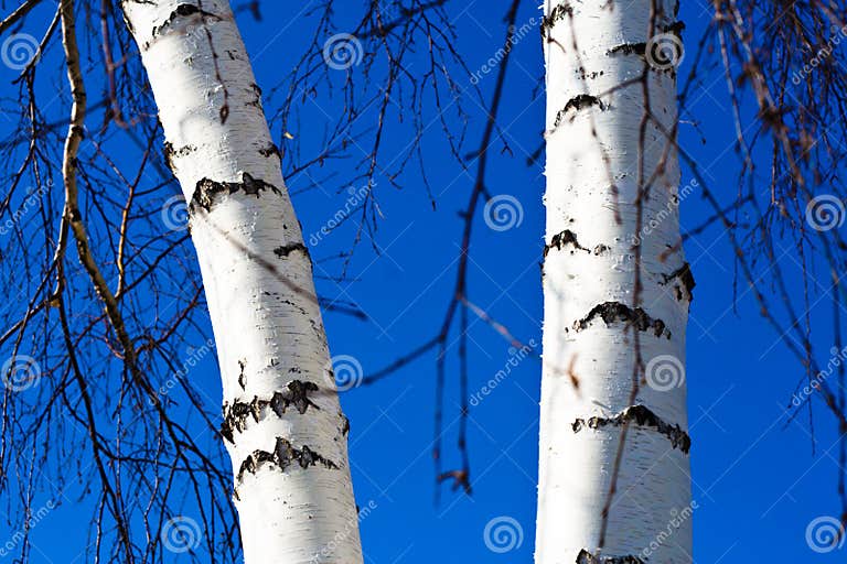 Birch trunk stock photo. Image of trunks, forest, spring - 13677406