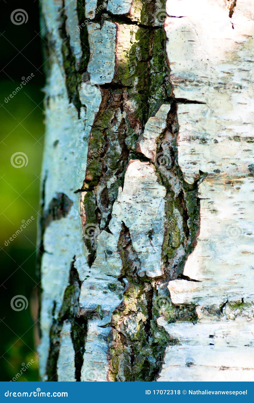 Birch trunk stock photo. Image of bark, branch, macro - 17072318