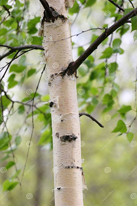 Birch trunk stock image. Image of summer, season, blade - 826769