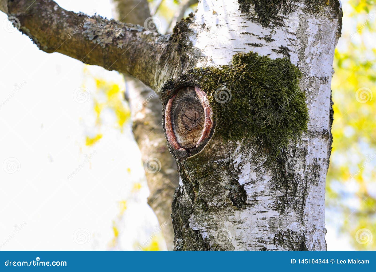 Birch Tree Trunk with a Knot and White Bark Stock Photo - Image of ...