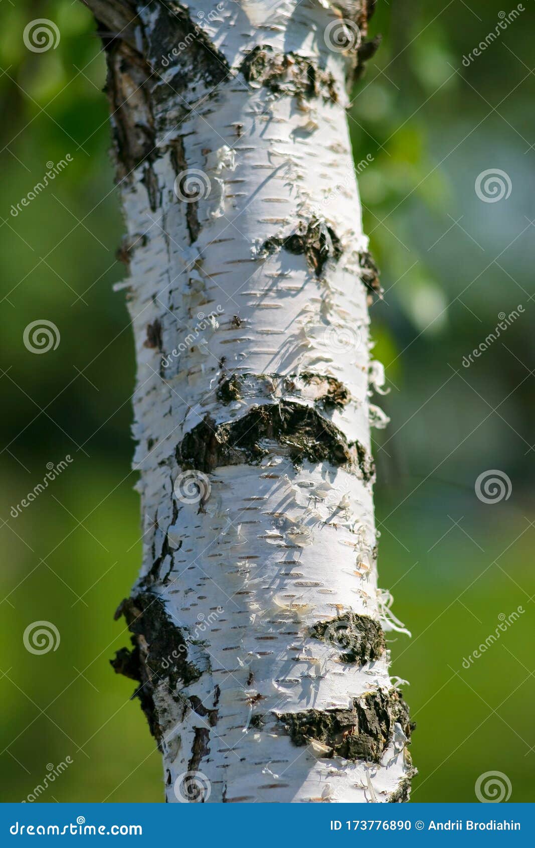 Birch Trunk in Nature. Pattern of Birch Bark with Black Birch Stripes on White Birch Bark Stock ...