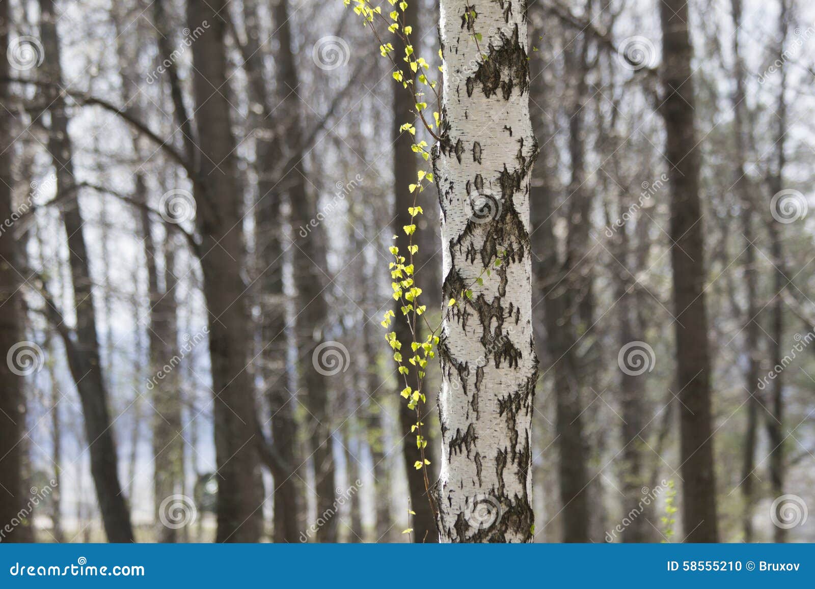 Birch trunk stock photo. Image of spring, nature, birch - 58555210