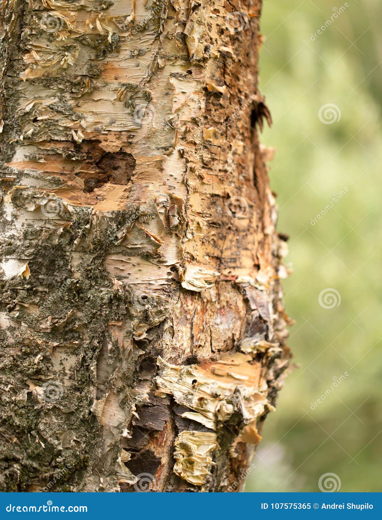 Birch trunk wild in nature stock image. Image of black - 107575365