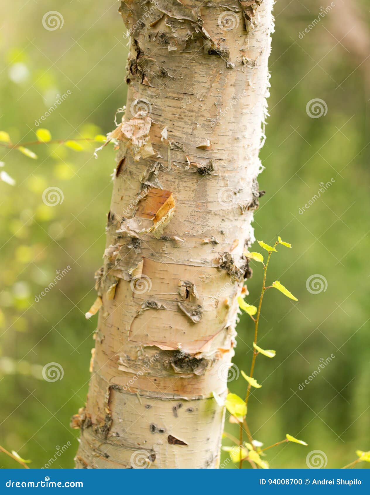 Birch trunk wild in nature stock photo. Image of beauty - 94008700