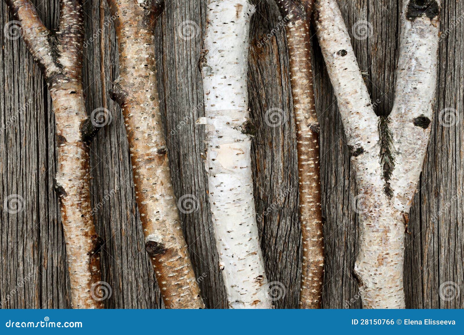 1,854 Twig Trunks Photos - Free & Royalty-Free Stock Photos from Dreamstime
