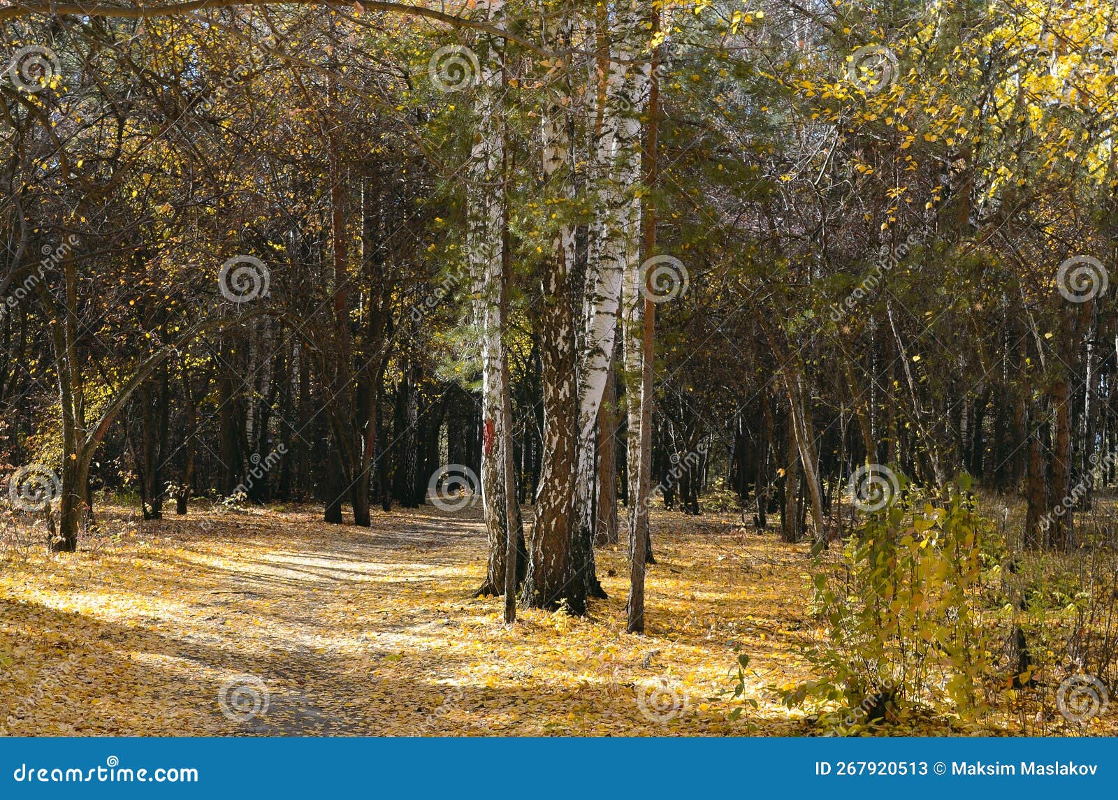 Birch Trunks Grow Together in the Dense Thicket of the Autumn Forest ...