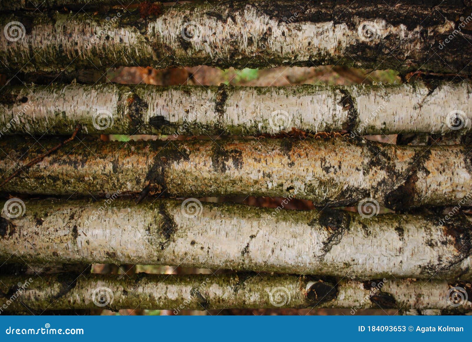 Birch Trunks in Horizontal Composition. Stock Image - Image of ...