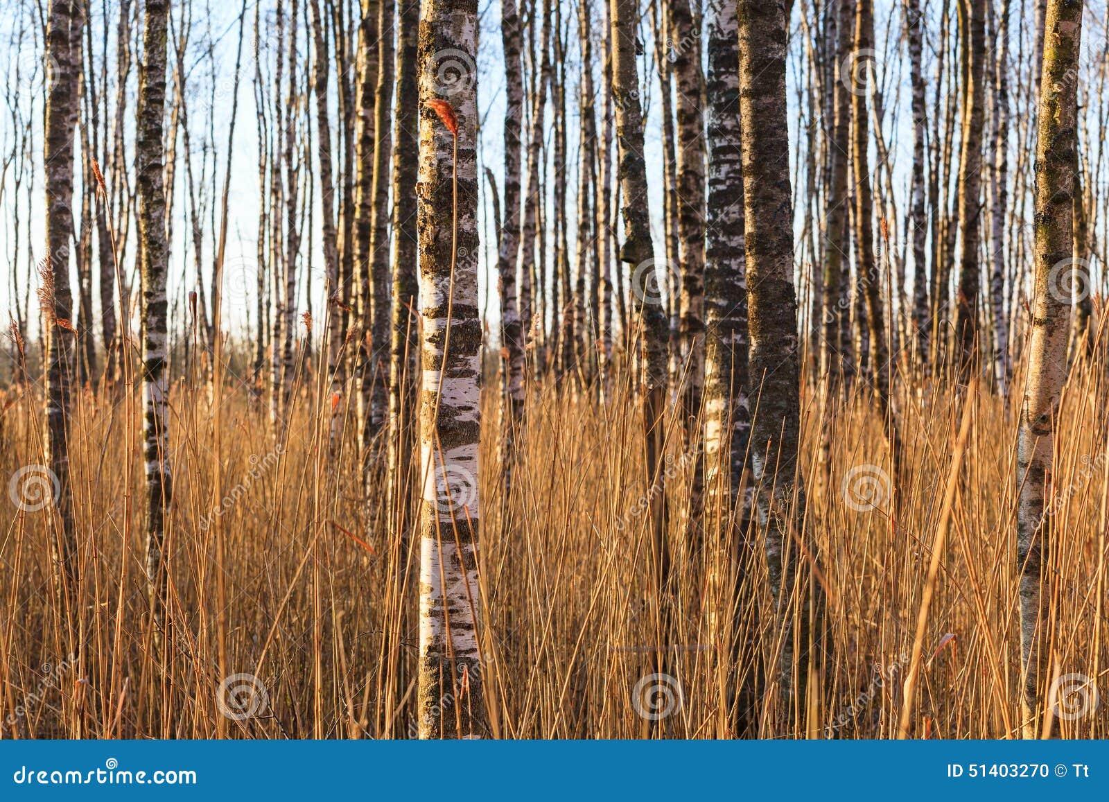 Birch trunks stock photo. Image of reed, scenery, deciduous - 51403270