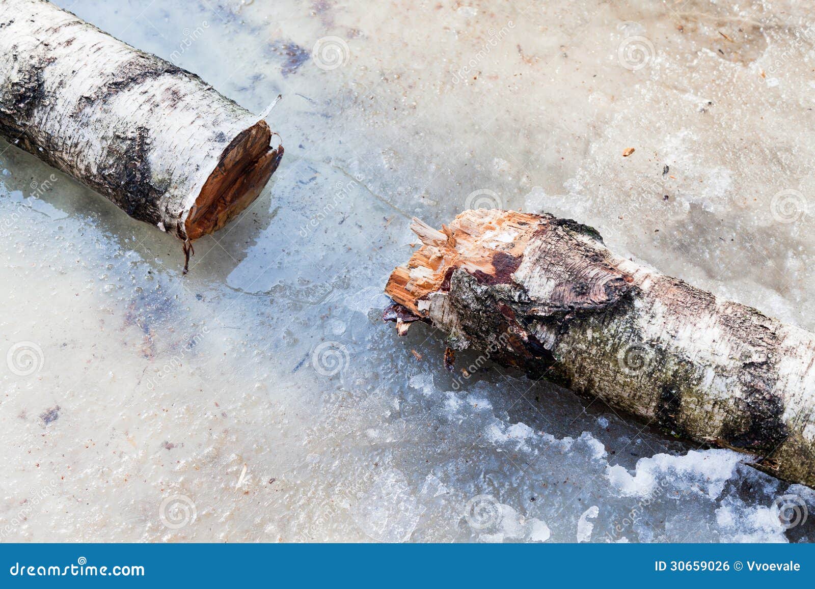 Birch Trunks in Snow Melting Puddle Stock Photo - Image of russia ...