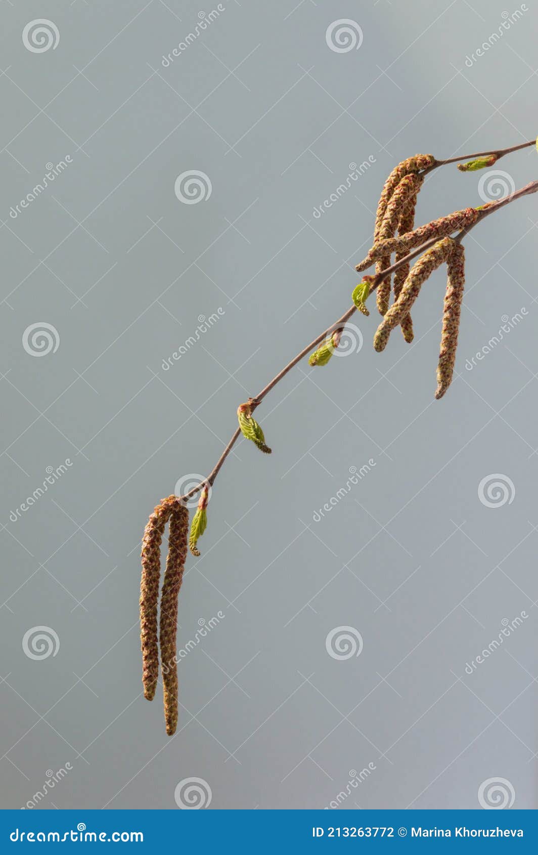 Birch Twig with Budding Leaves and Catkin Stock Photo - Image of botany ...