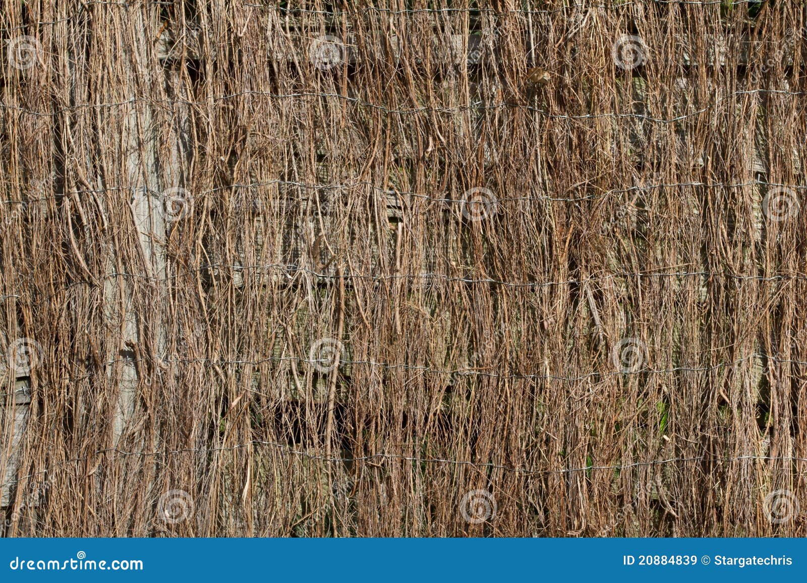 Birch twig texture stock image. Image of panel, background - 20884839