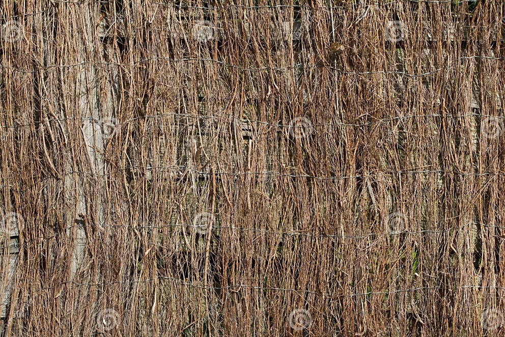 Birch twig texture stock image. Image of panel, background - 20884839