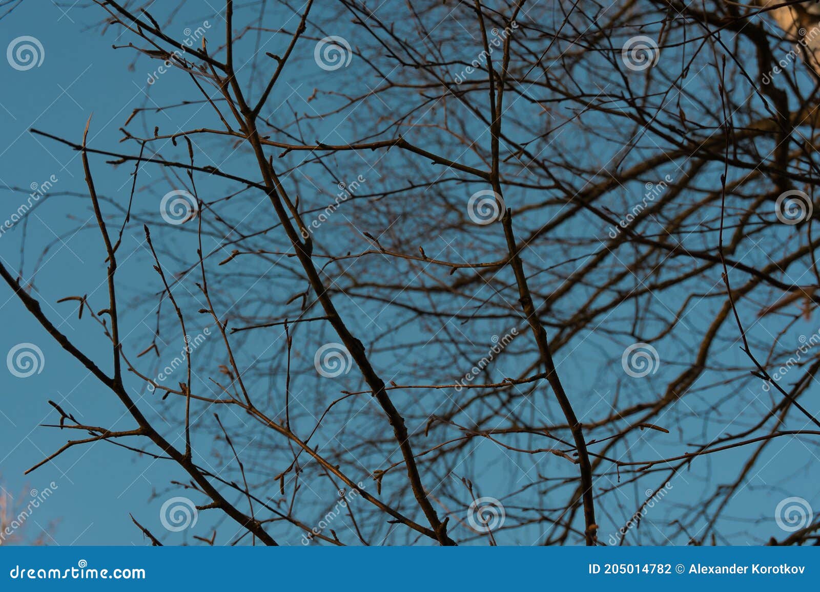 Birch Twigs Backlight Against the Sky. Stock Photo - Image of blue ...