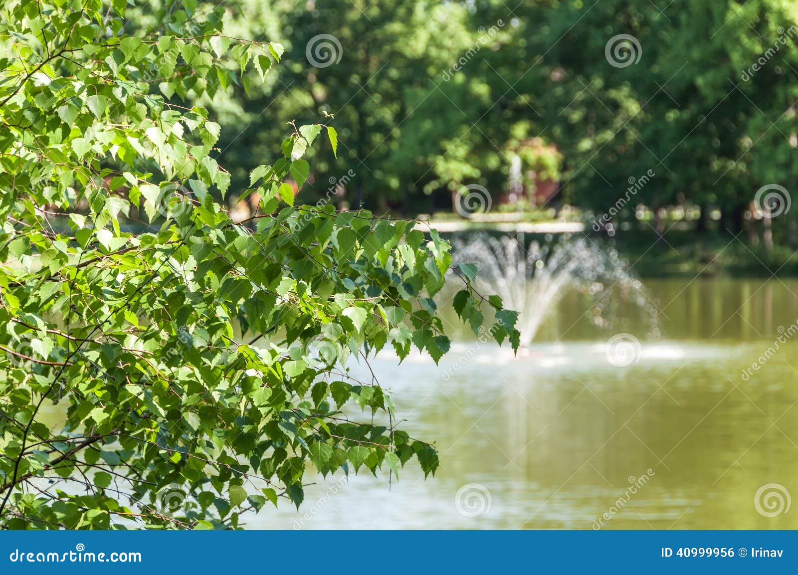 Birch twigs fountain pond stock photo. Image of trees - 40999956