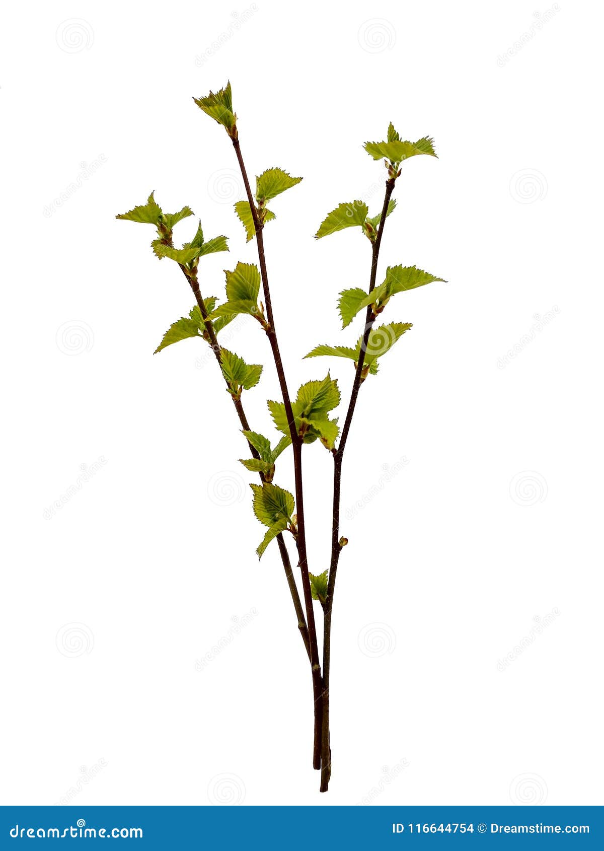 Birch Twigs on Isolated Background Stock Photo - Image of fresh, leafy ...