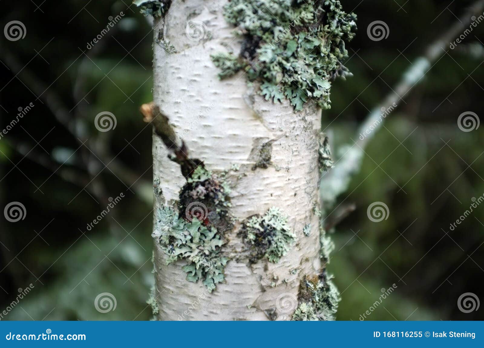 Birch Up-close with Broken Twig Stock Image - Image of glowing, rural ...