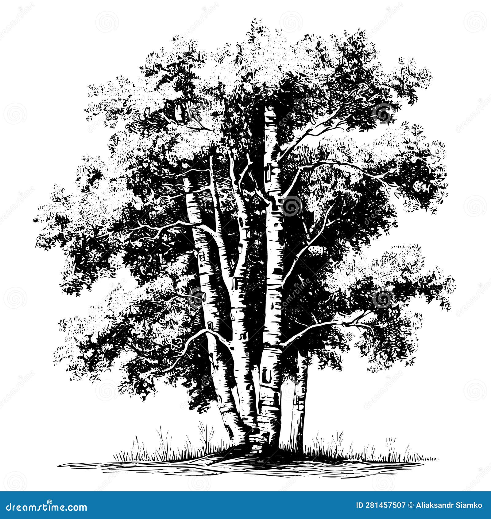 Birch Vector Drawing. Isolated Hand Drawn Object, Engraved Style ...