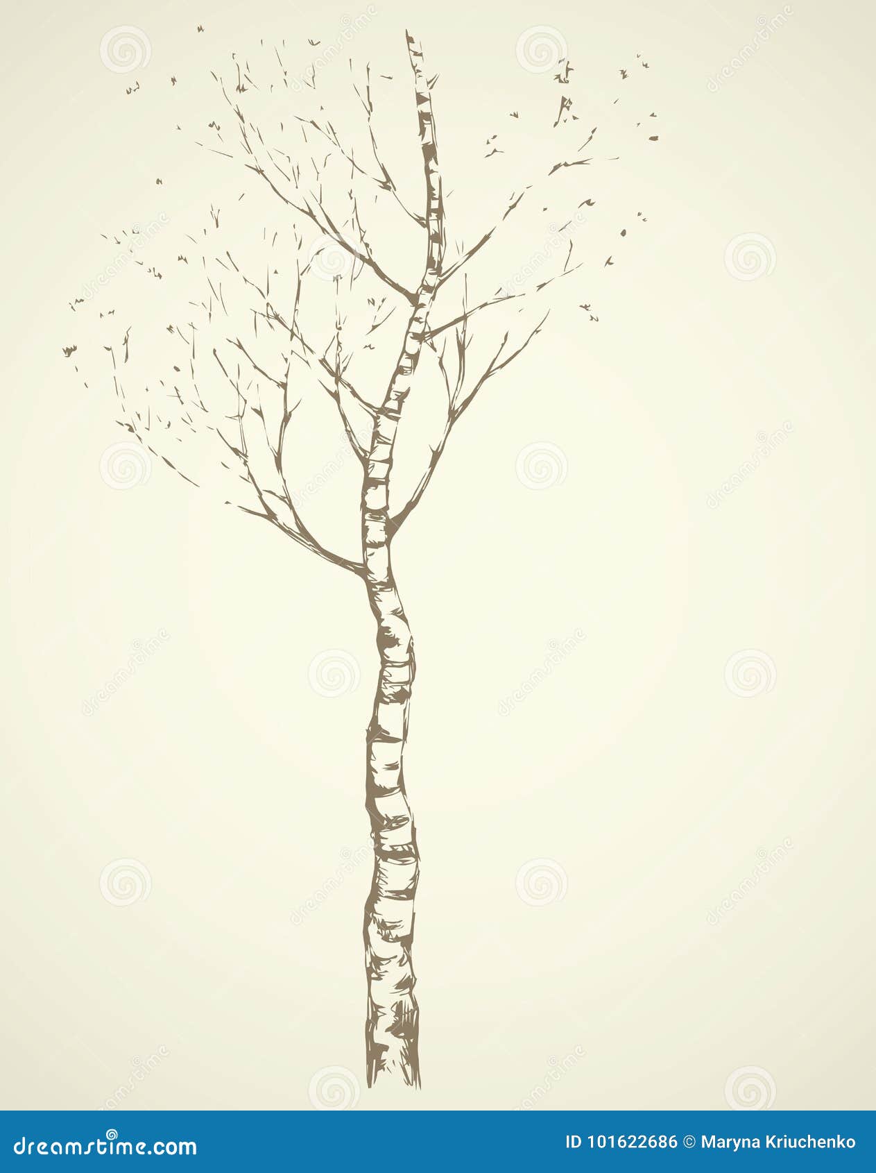 Birch. Vector drawing stock vector. Illustration of engraving - 101622686