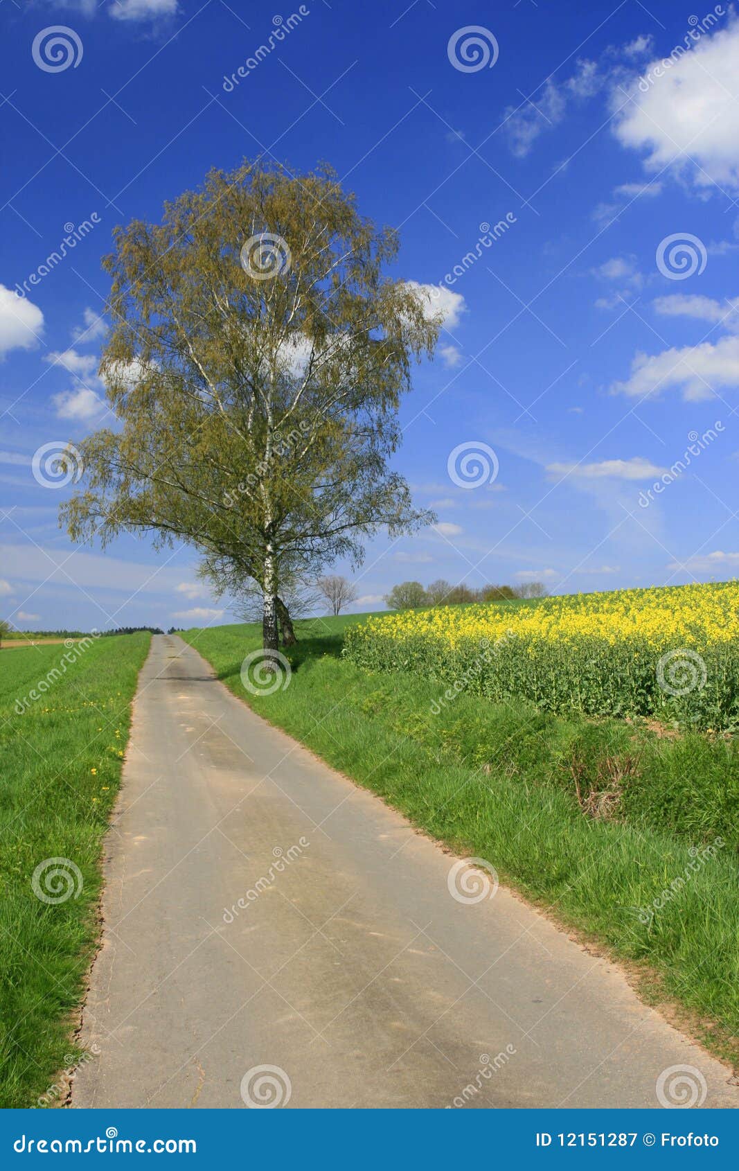 Birch and way stock image. Image of field, outdoor, birch - 12151287