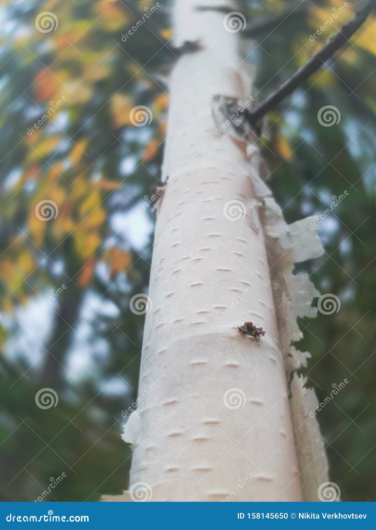 Birch in the wild forest stock photo. Image of blue - 158145650