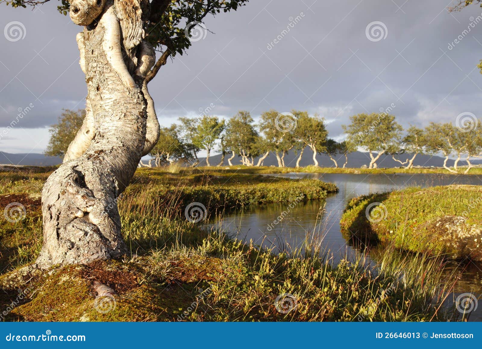 Birch in the Wilderness of Norway Stock Image - Image of hiking ...