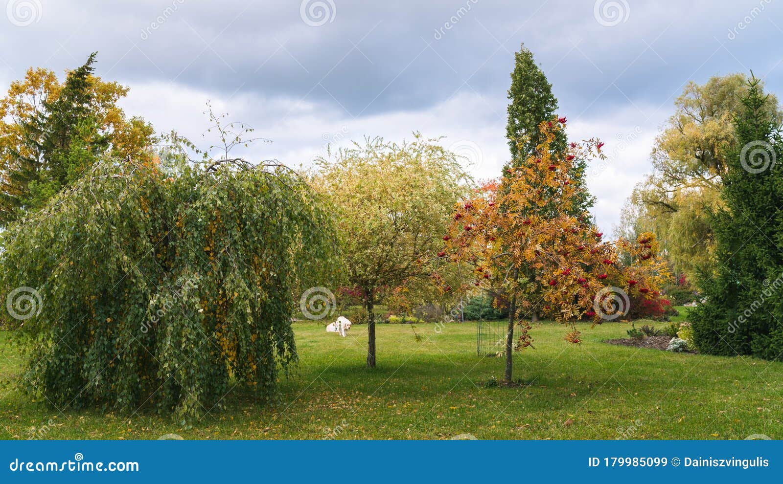 Birch, Willow and Mountain Ash Stock Image - Image of family, beautiful ...