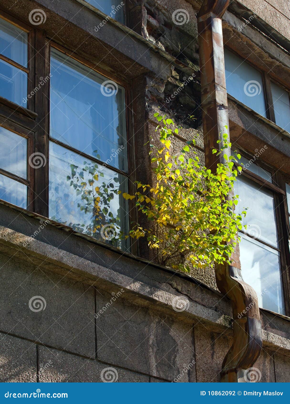 Birch on a window stock photo. Image of cornice, city - 10862092