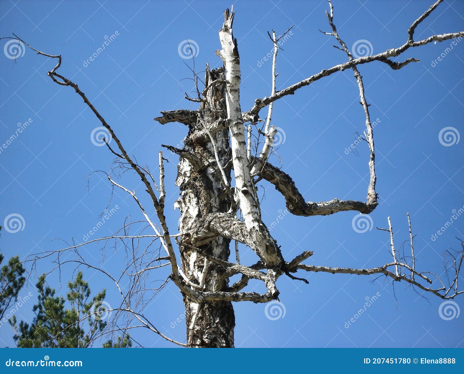 Birch with Withered Twisted Curved Branches Against Blue Sky, Diseases ...