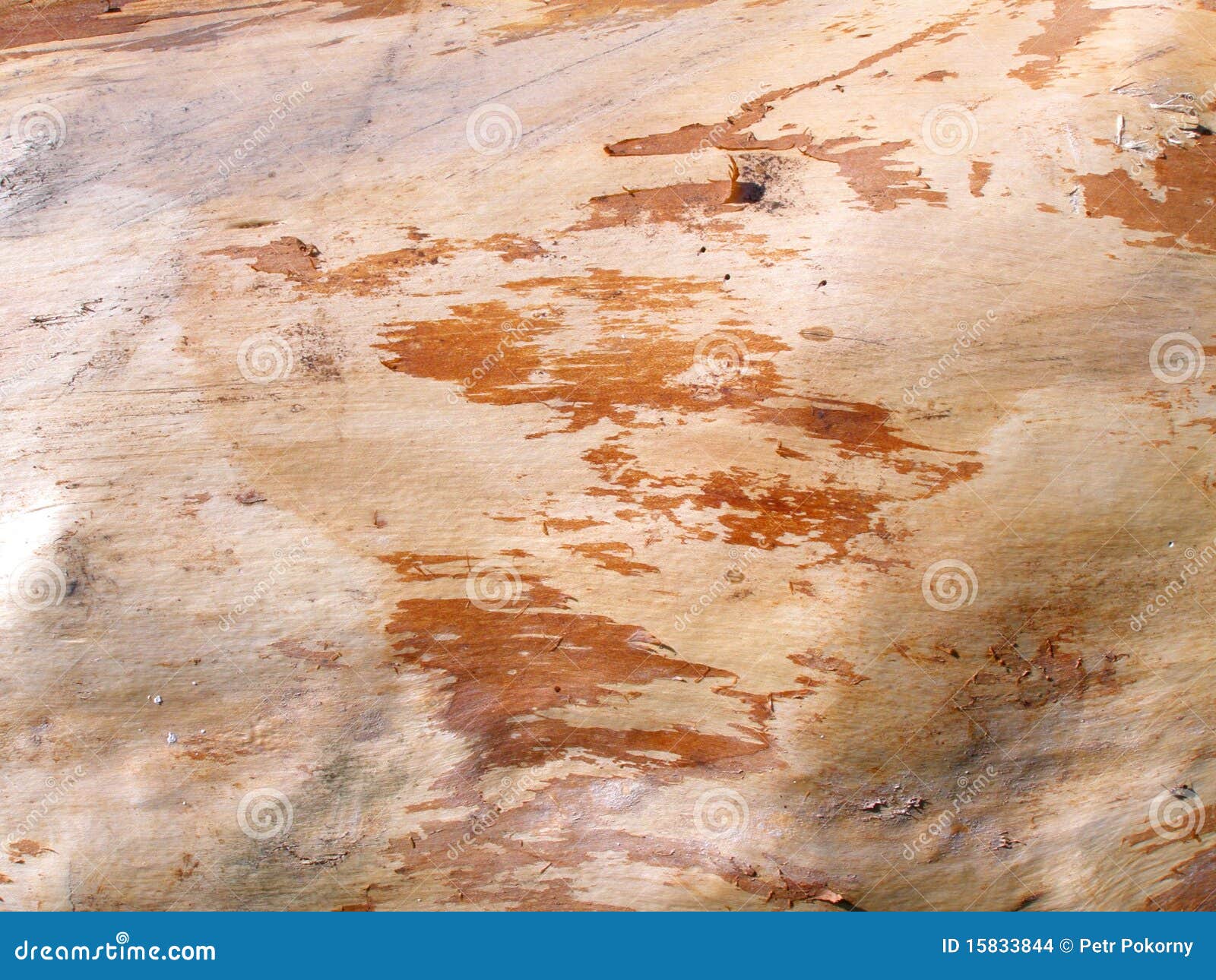 Birch wood stock photo. Image of detail, wood, pattern - 15833844