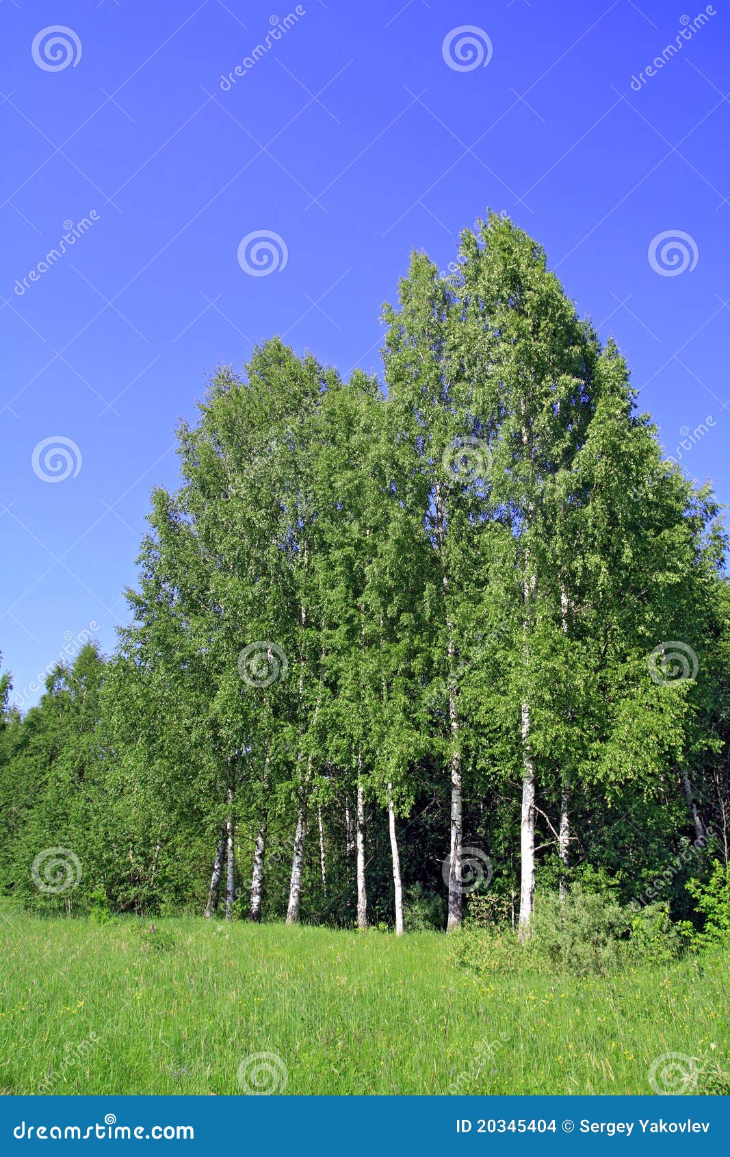 Birch wood stock photo. Image of grove, land, life, aspen - 20345404