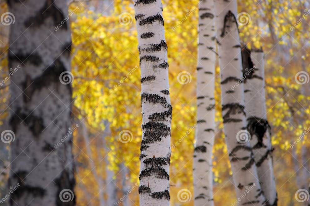 Birch Wood stock photo. Image of cloud, grassland, birch - 3655618