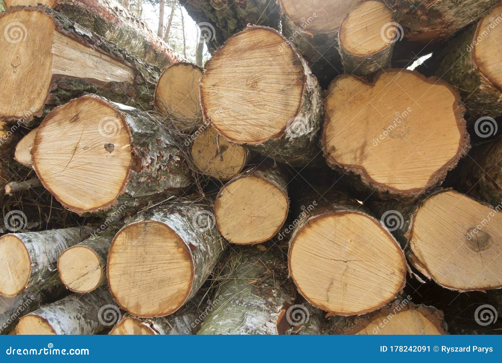 Birch wood blocks, stacked stock image. Image of birch - 178242091