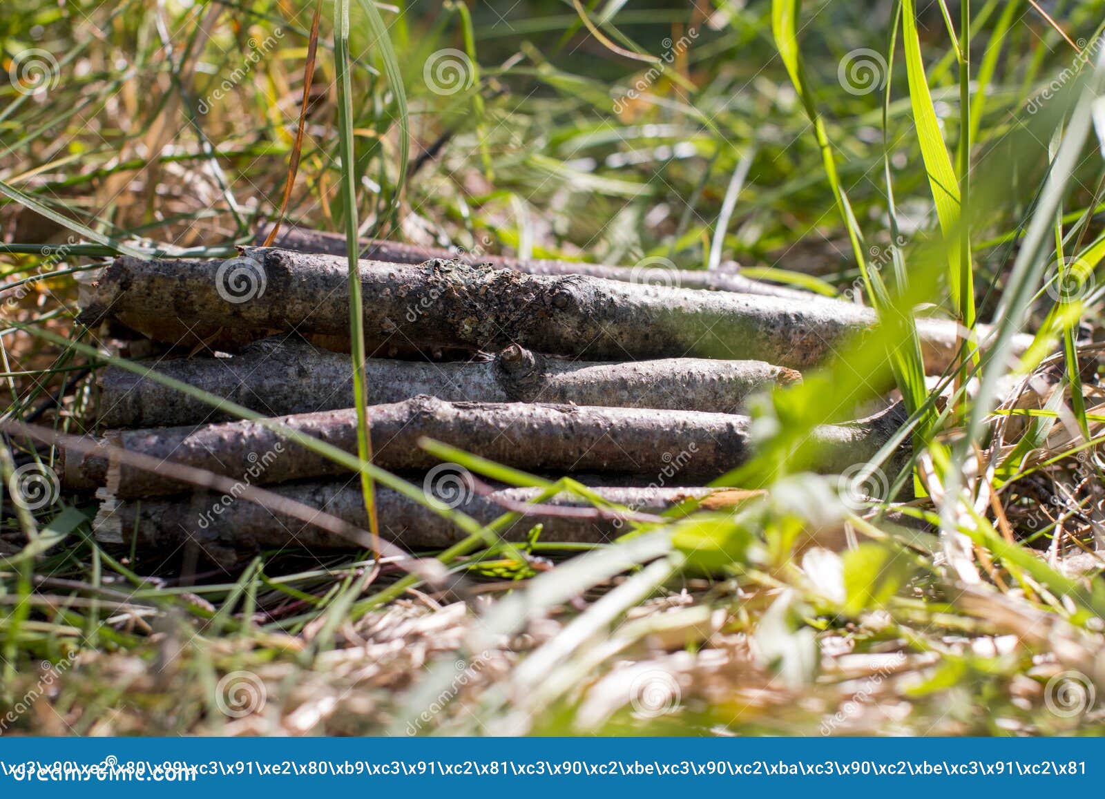 Forest Clearing Stock Images - 11,354 Photos