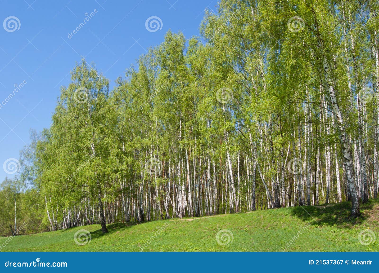Birch wood on a hill stock image. Image of leaf, flora - 21537367